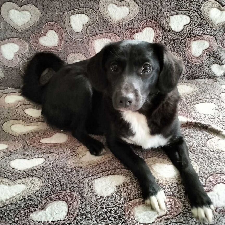 Собачки в добрые руки