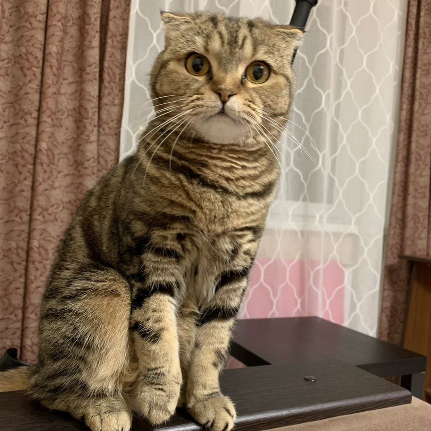 Кошка бесплатно