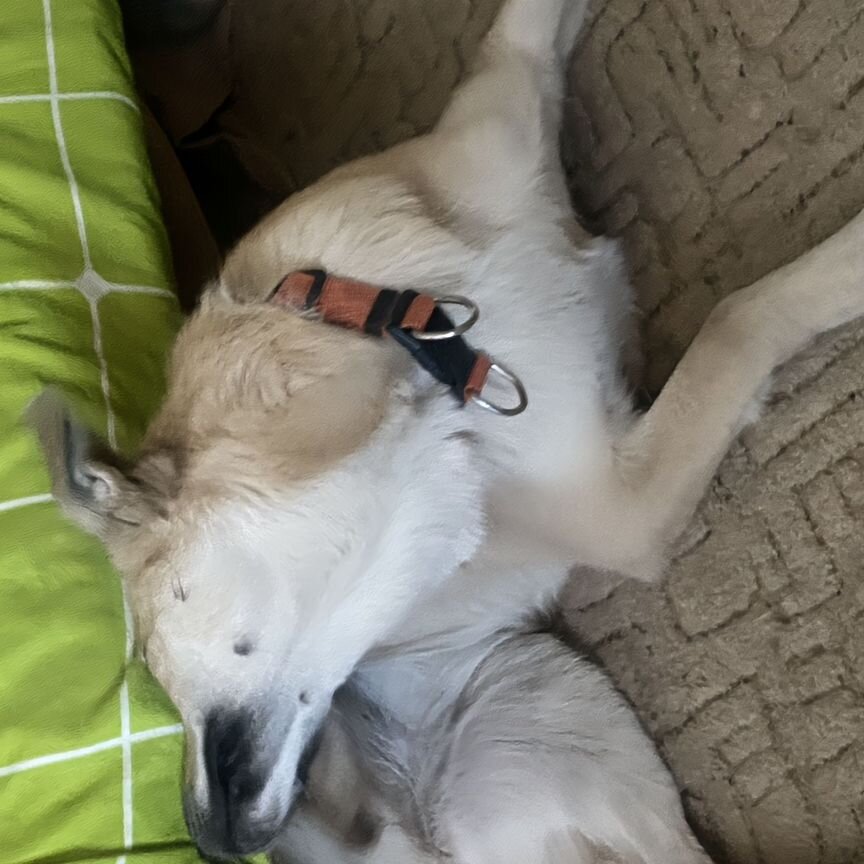 Взрослая собака в добрые руки