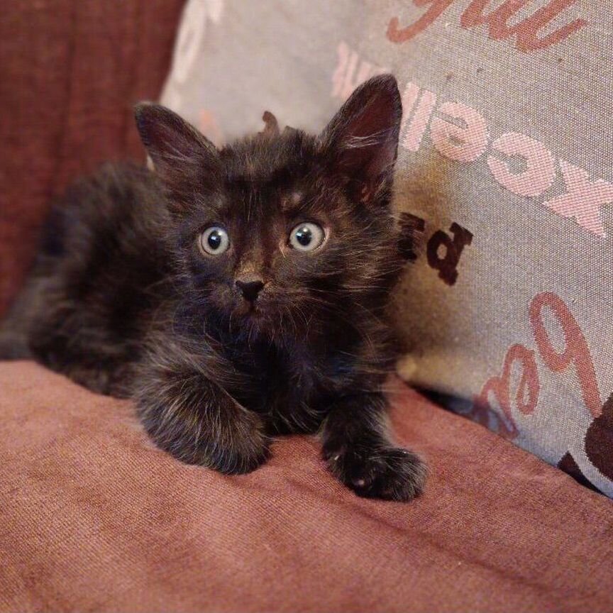 Котятки с необычным окрасом