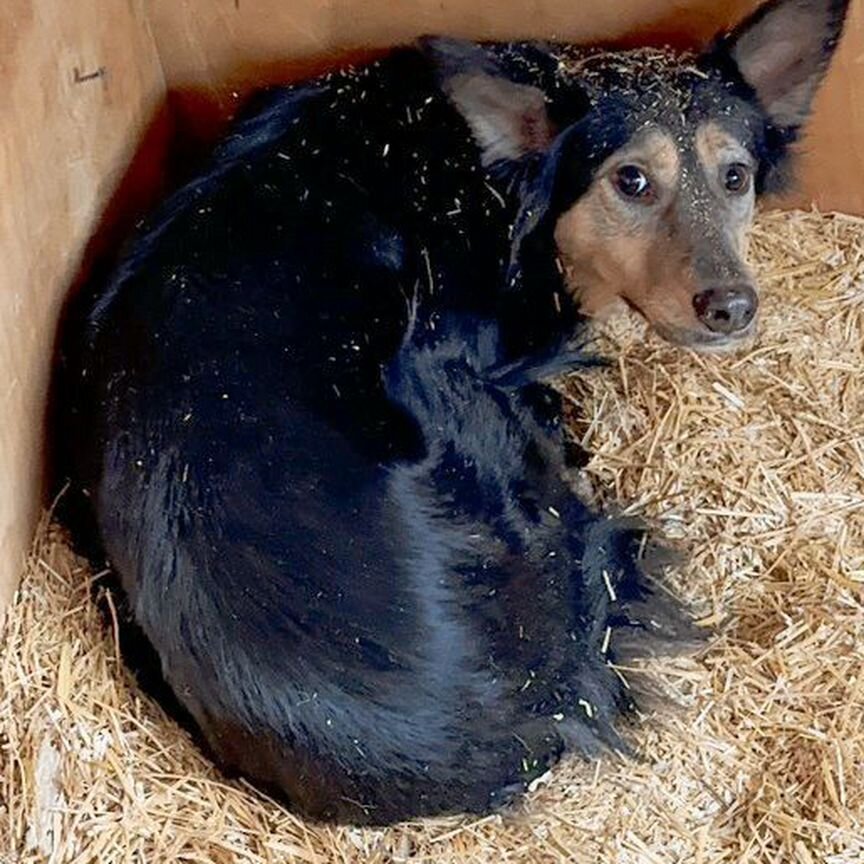 Безнадежные собаки