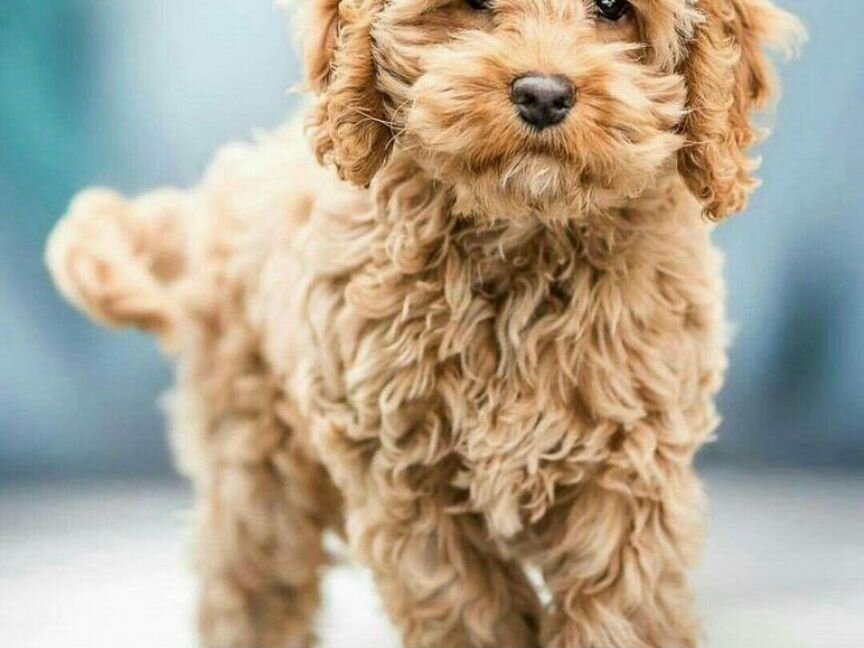 Щенки кокапу