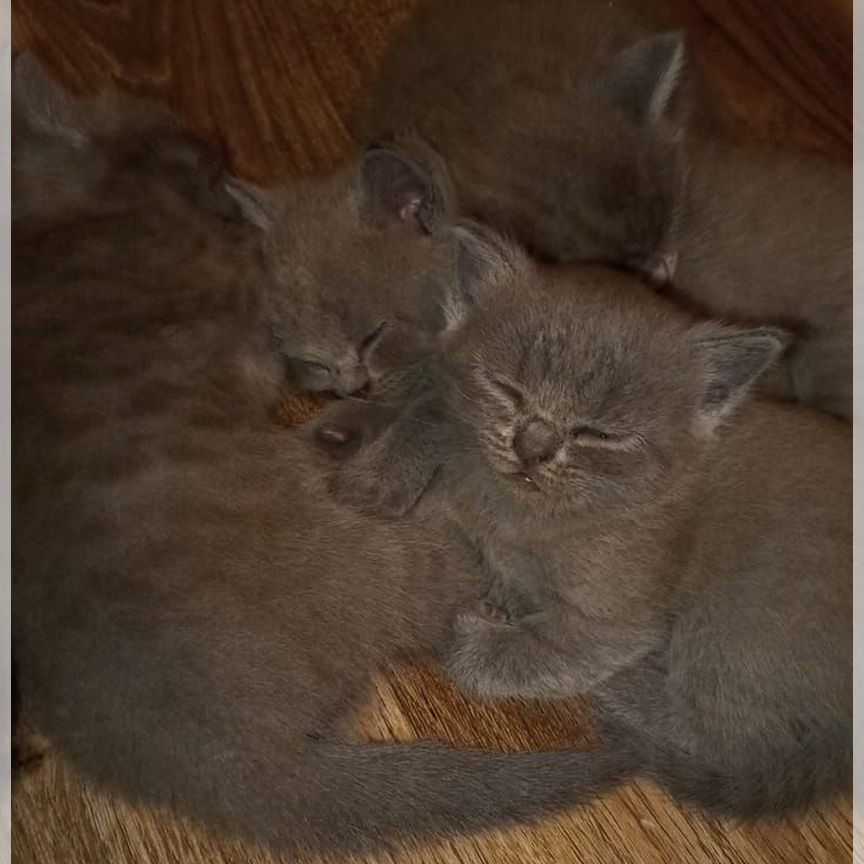 Британские котята