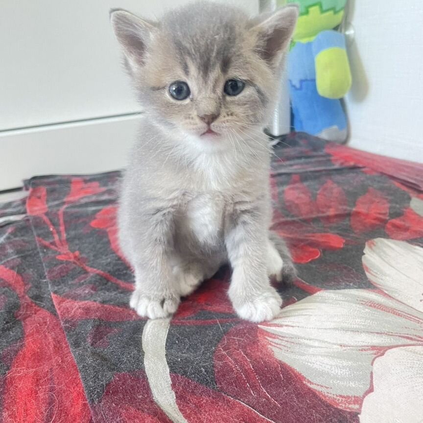 Шотландские котята