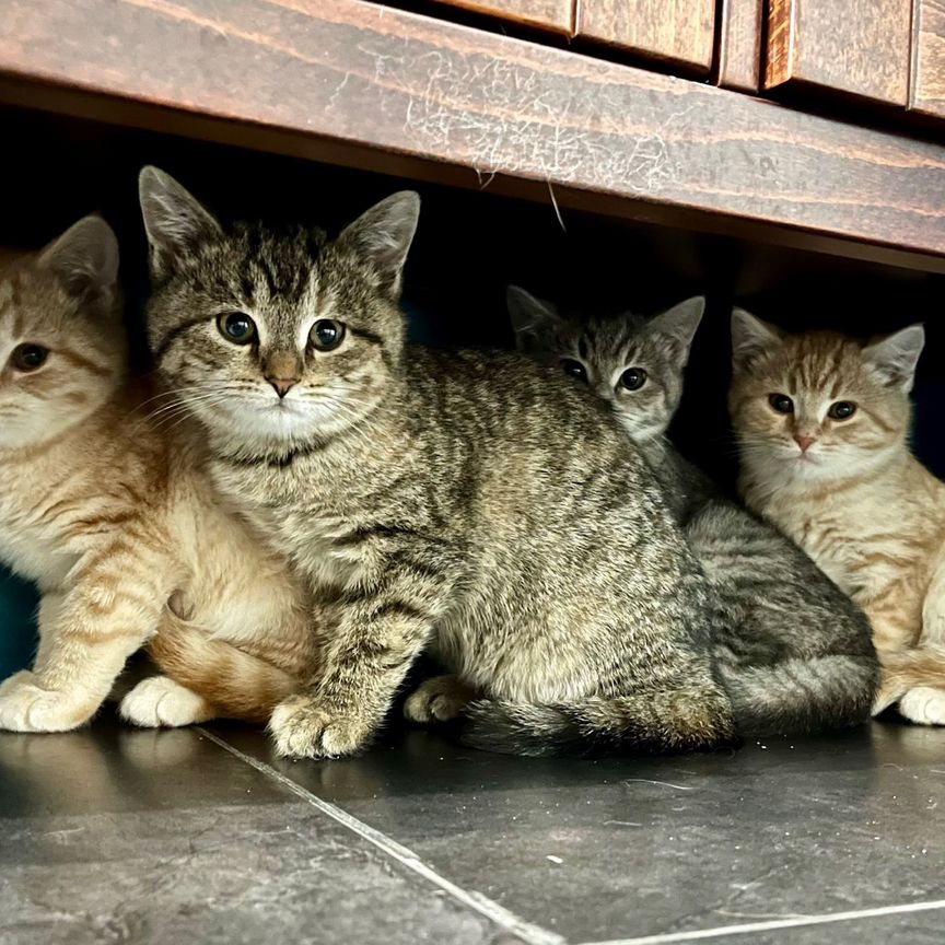 Котята в добрые руки