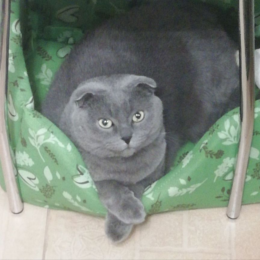 Британская вислоухая кошка бесплатно