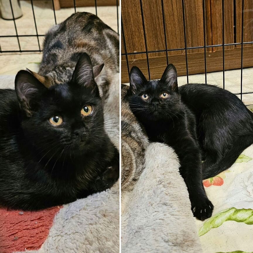 Черная кошечка котенок