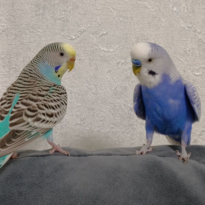 Волнистые попугаи