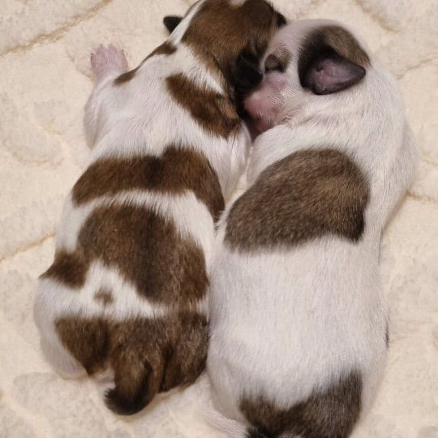 Ши-тцу. (Мальши)