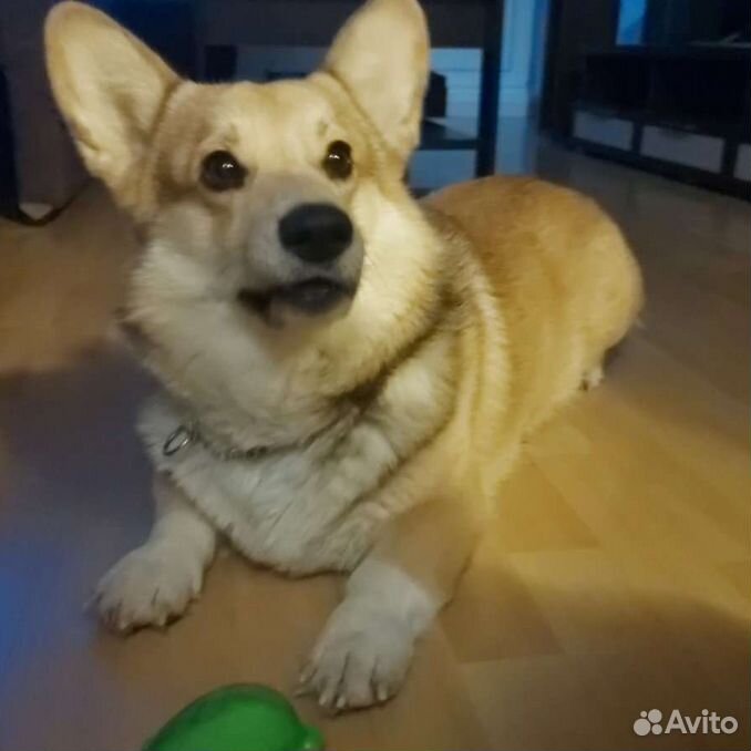 Корги мальчик ищет девочку