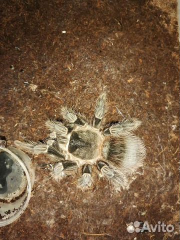 Паук птицеед