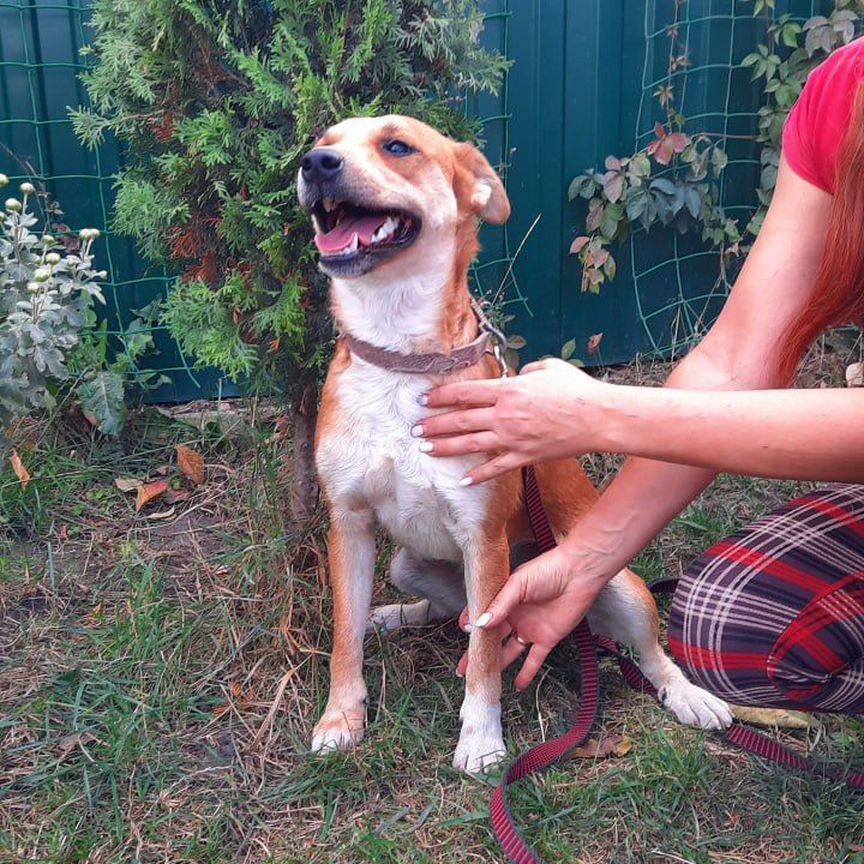 Маленькая собачка в приюте