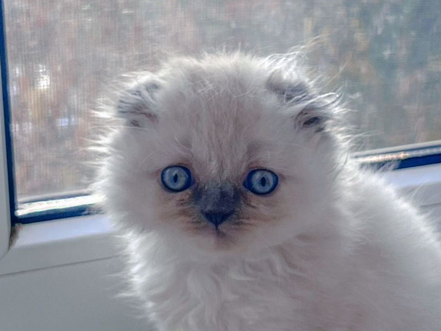 Шотландская вислоухая малышка