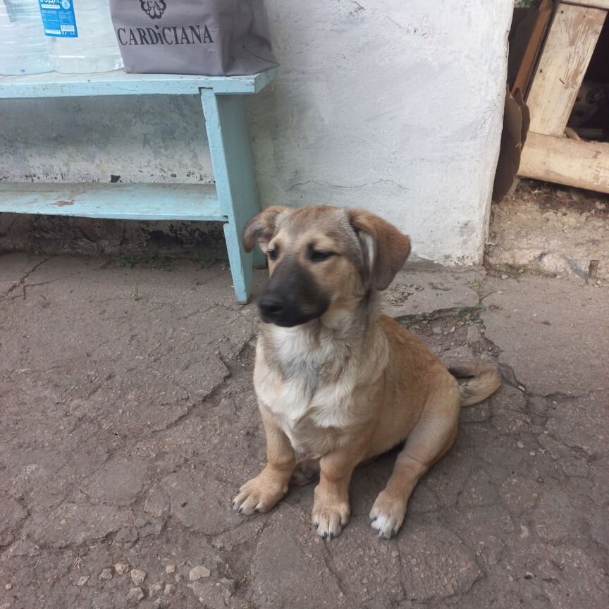 Щенки