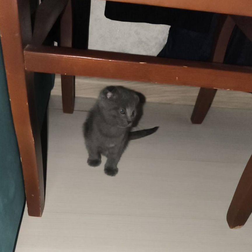 Шотландский вислоухий короткошёрстный котёнок