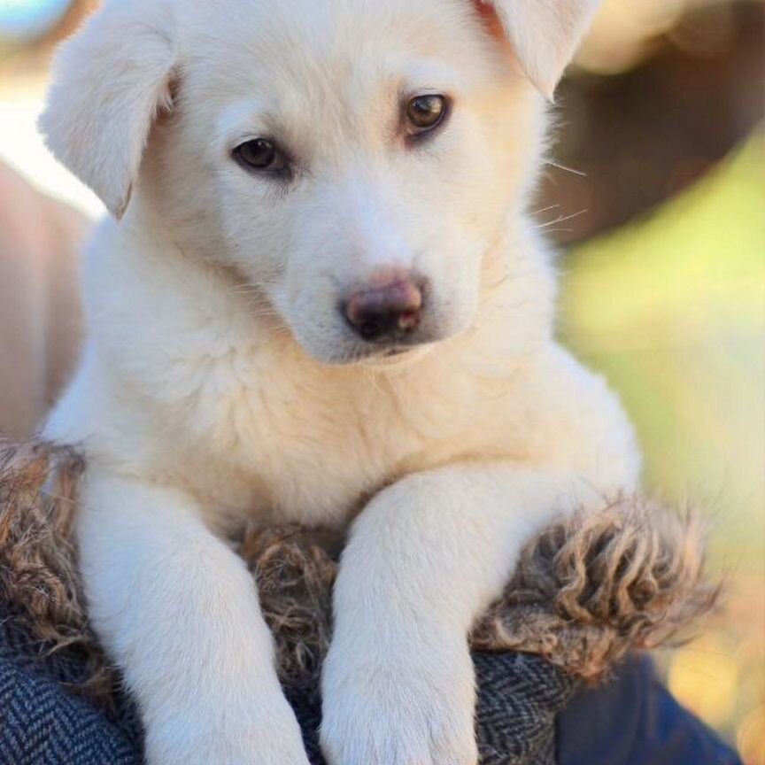 Щенки девочки в добрые руки