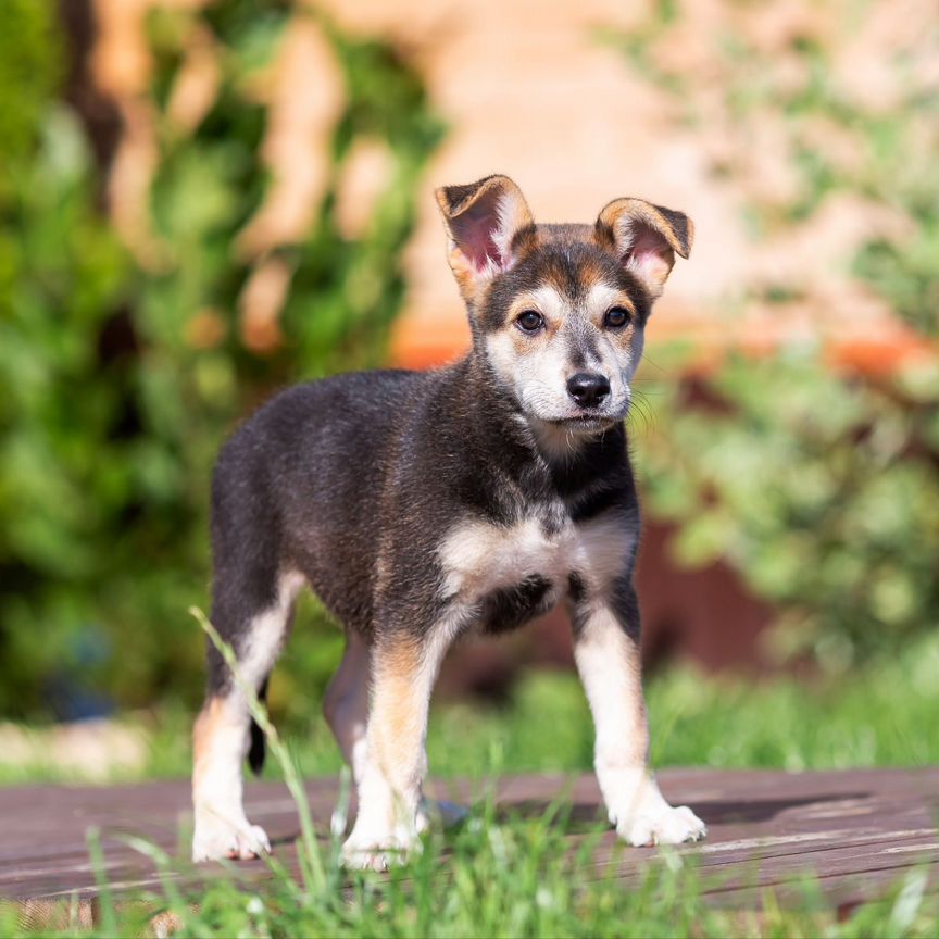 Щенок в добрые руки
