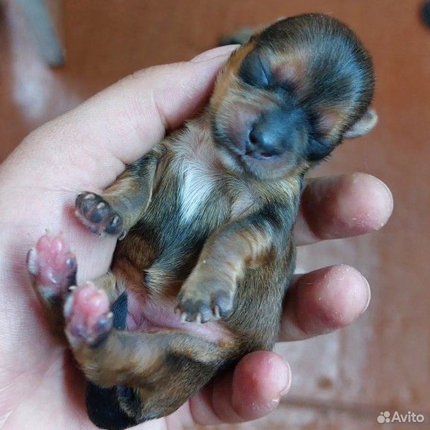 Голдаст йорк