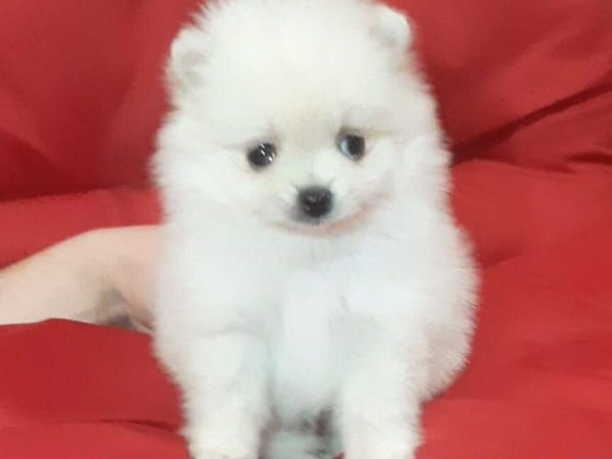 Шпиц мальчик