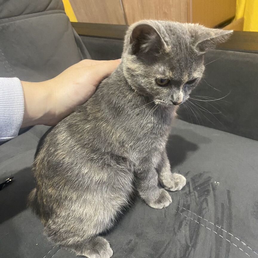Кошка в дар