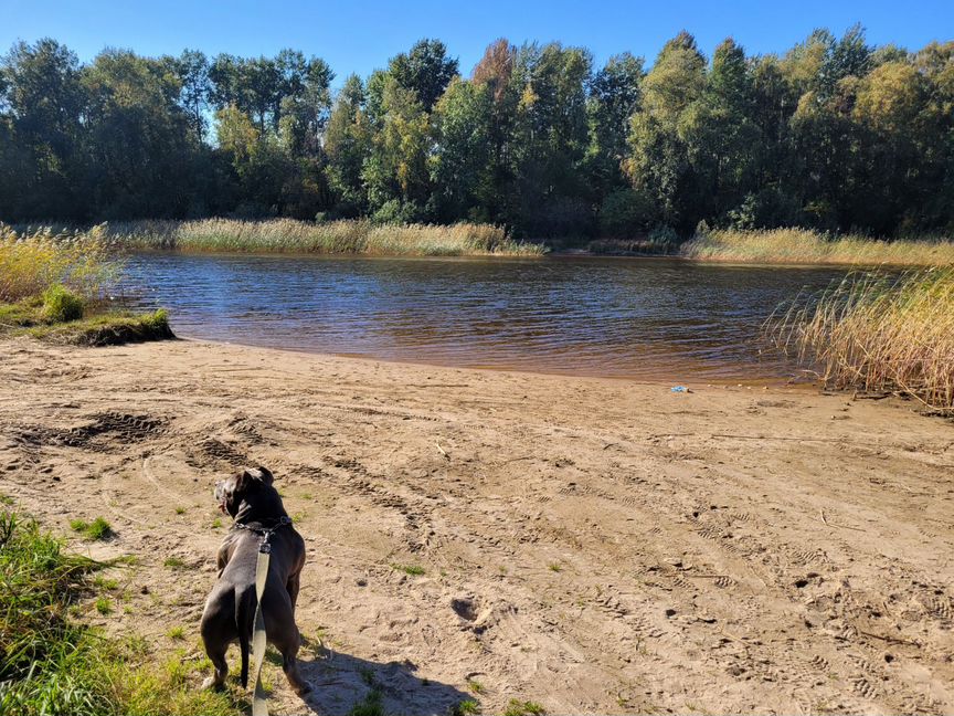 Американский булли вязка