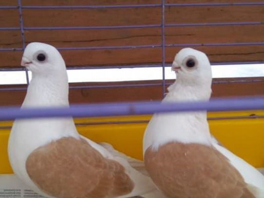 Голуби чайки