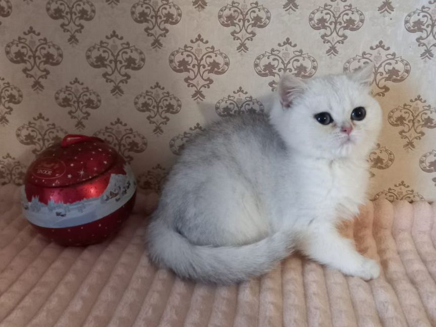 Серебристые британчики