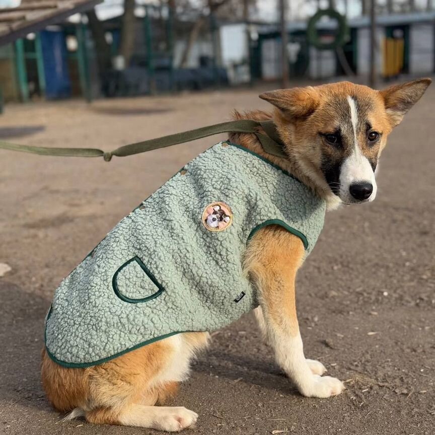 Щенок ждет свою семью