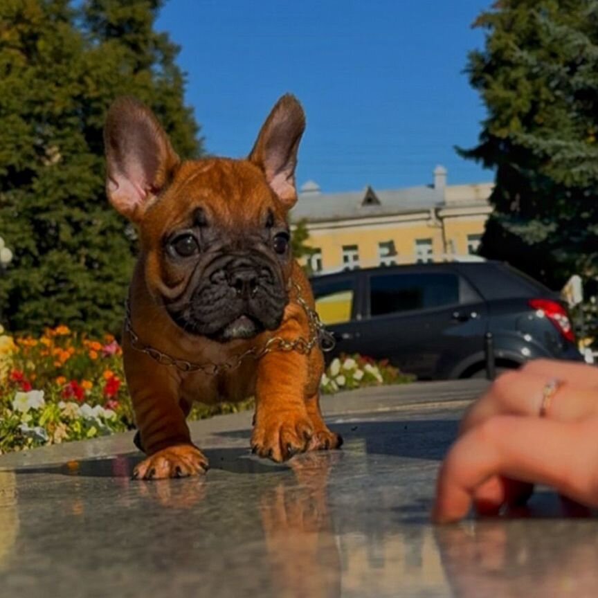 Французский бульдог, щенок
