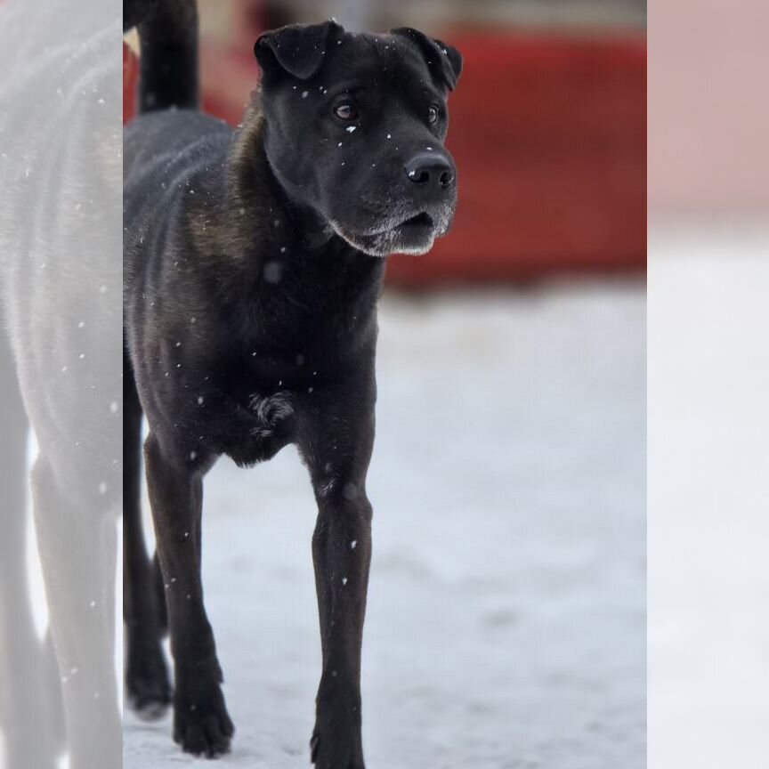 Шарпей, взрослая собака