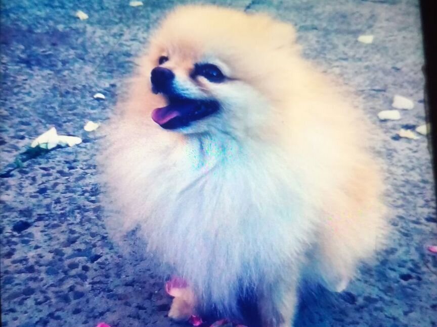 Померанский шпиц медвежьего типа