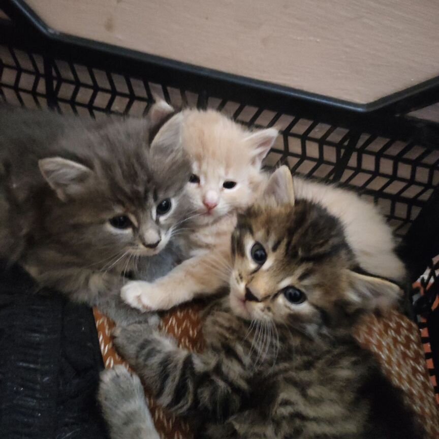 Котята в добрые руки