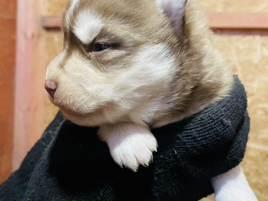 Щенки Помски F3