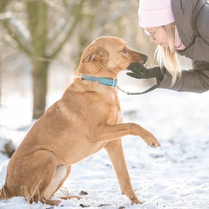 Взрослая собака в добрые руки