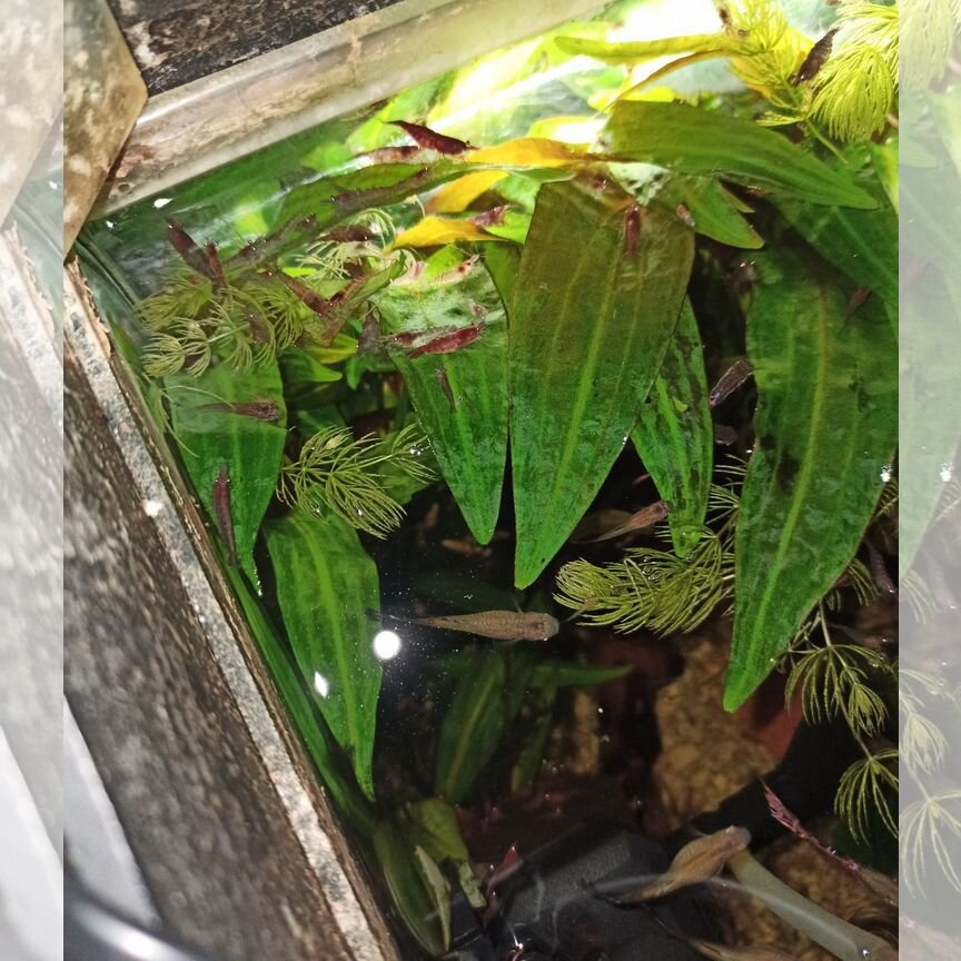 Креветки Вишенки