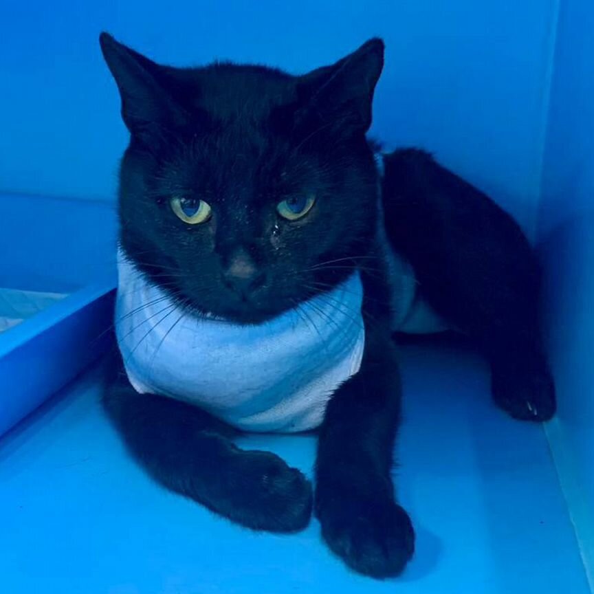 Урсула не хочет обратно на улицу. Семья, найдись