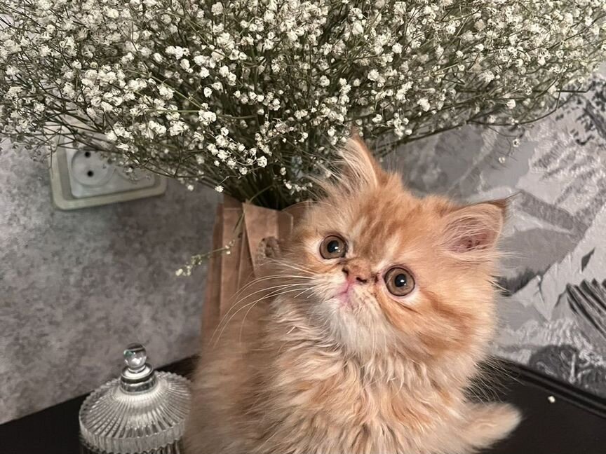 Персидский котенок