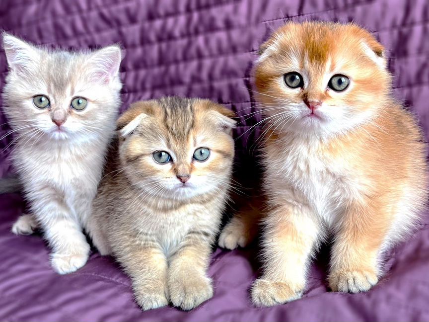Шотландские вислоухие котята тикированные
