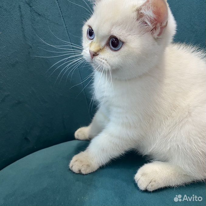 Британская шиншилла котенок
