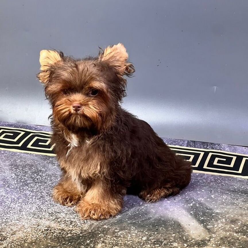 Шоколадный мини парень