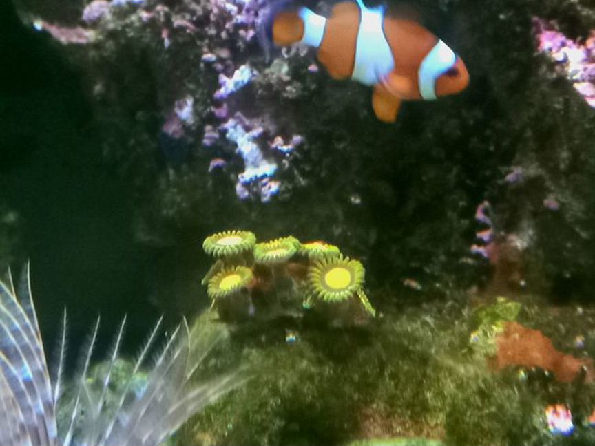 Морские рыбки, ракообразные