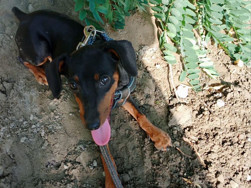 Цвергпинчер