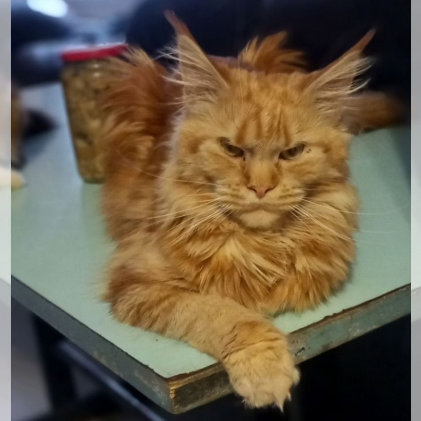 Мейн-кун котёнок