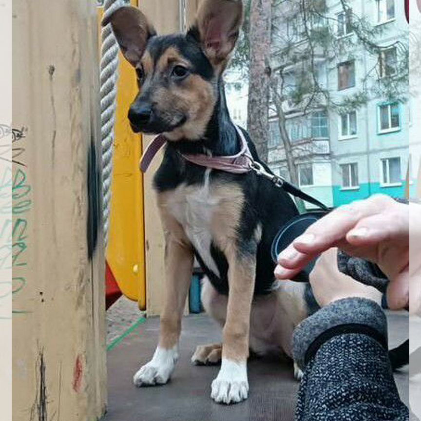 Малышка Дина ищет дом