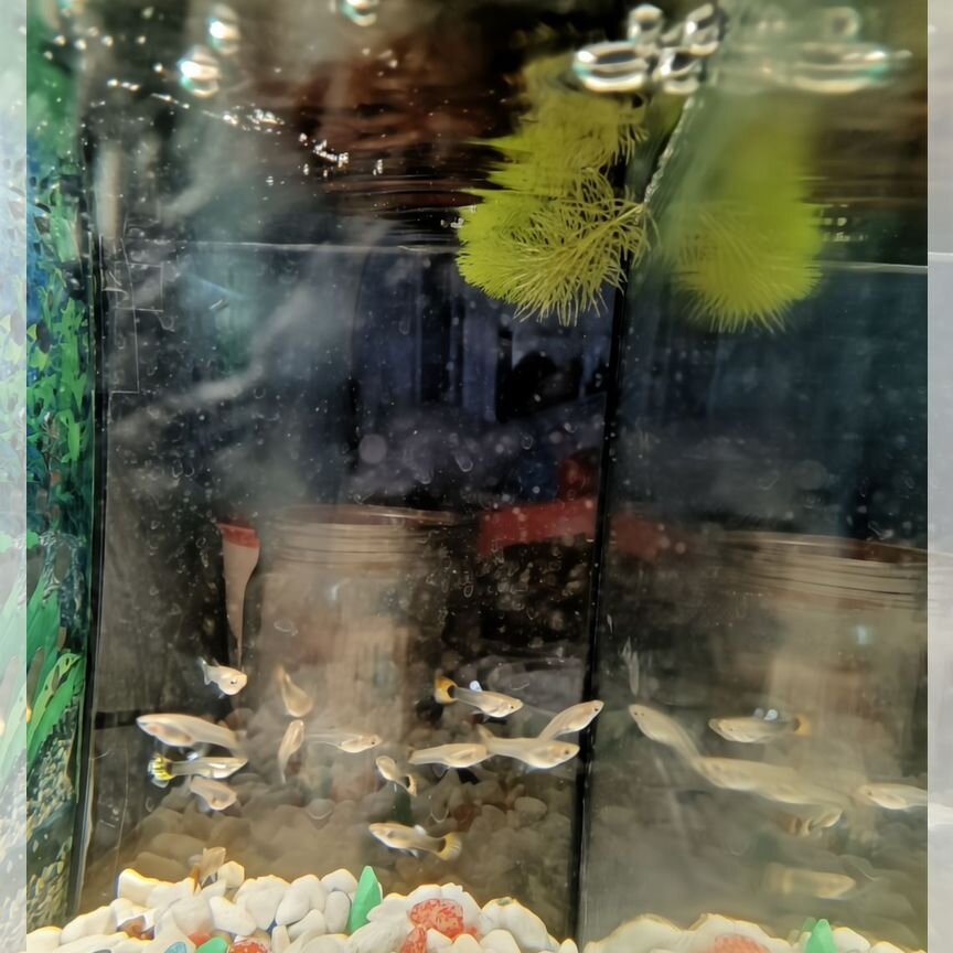 Аквариумные рыбки гуппи, молли