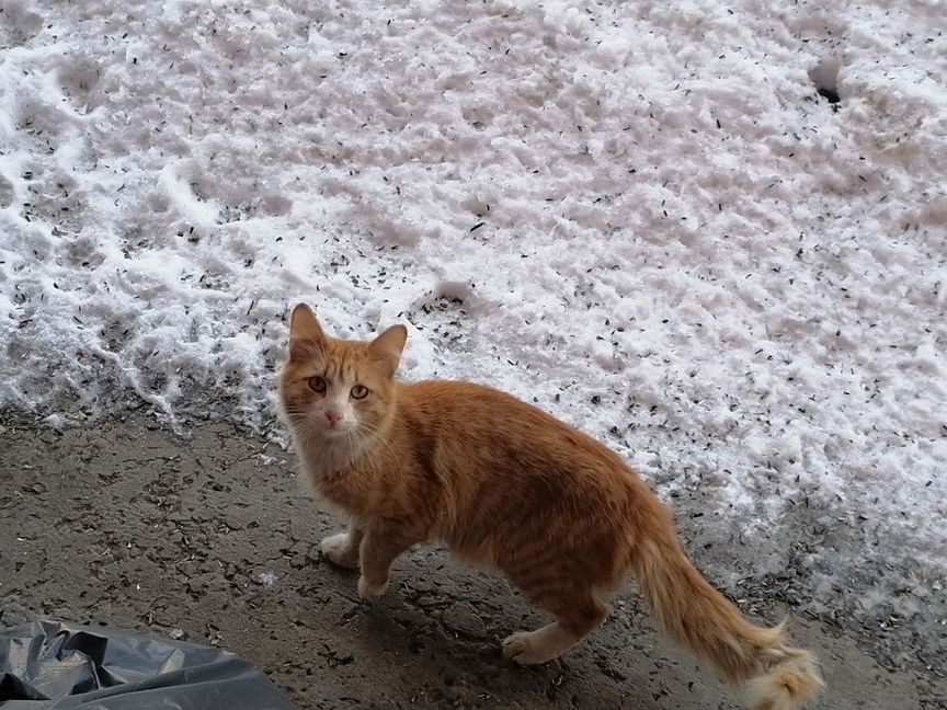 Отдам котика 8 месяцев