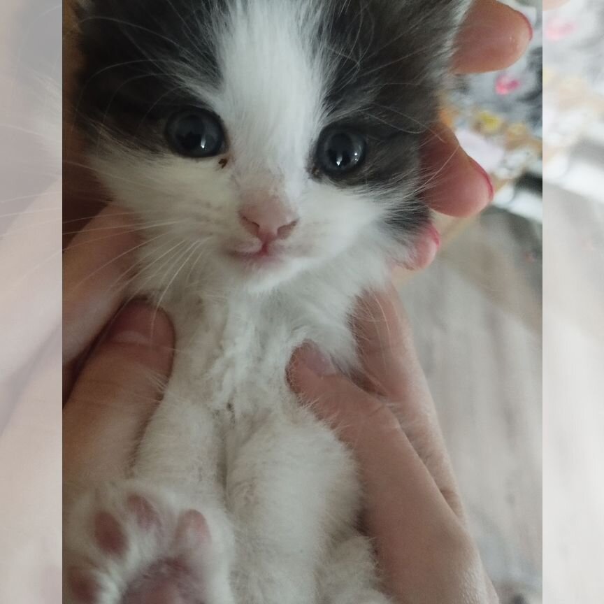Американский кёрл длинношёрстный котёнок