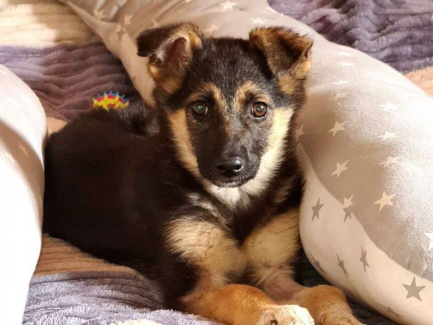 Щенок в добрые руки бесплатно