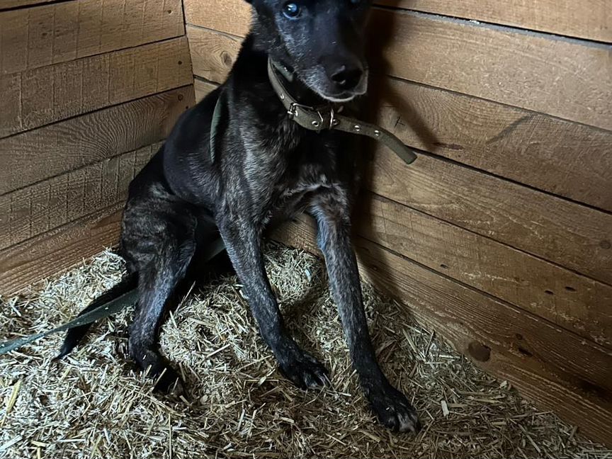 Буча хочет иметь свой уголок