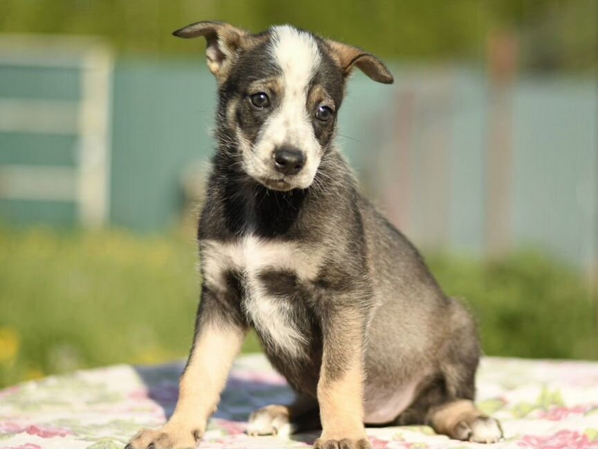 Щенок Майя в добрые руки